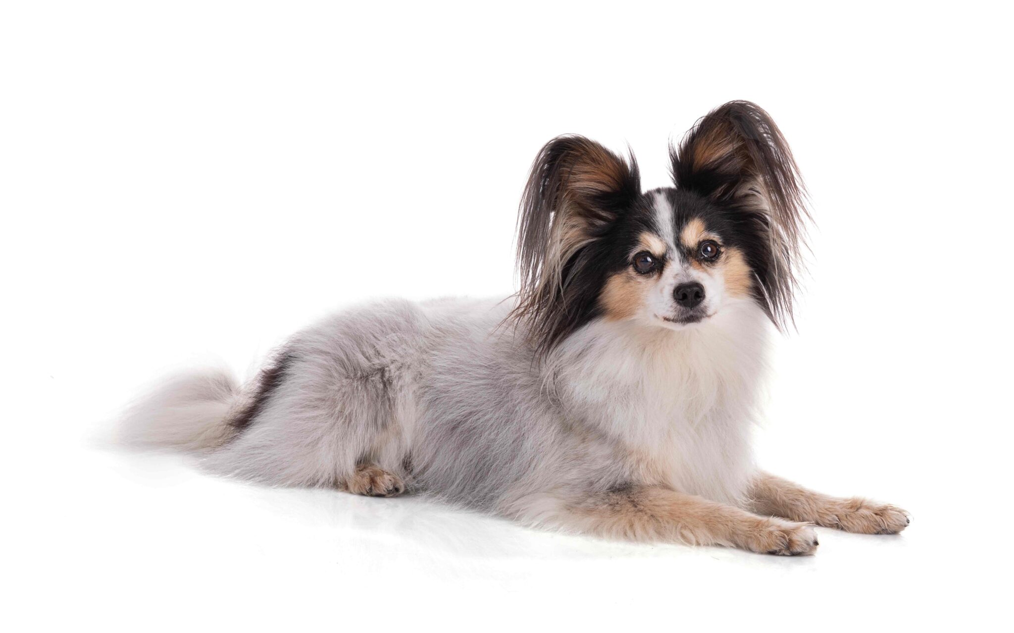 6 Papillon Colors: Amazing Hues and Shades (With Pictures) | Hepper Pet ...