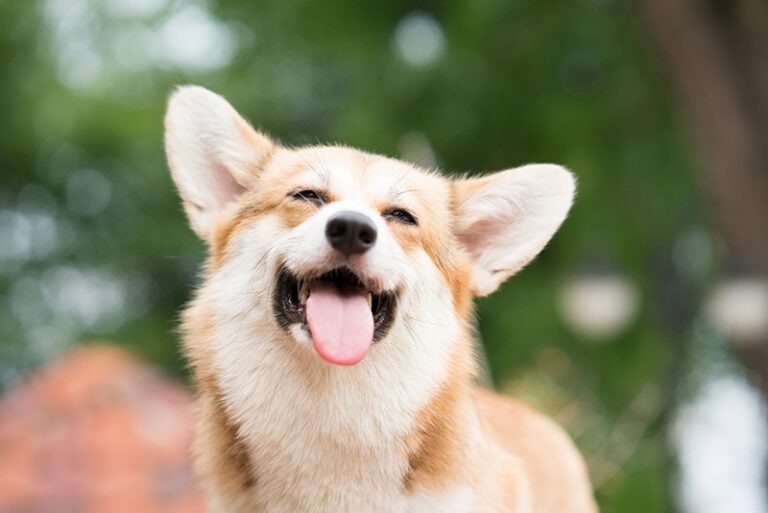 What Language Do Dogs Think In? Word Recognition Explained | Hepper Pet ...