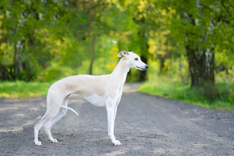 12 Whippet Colors & Markings (With Pictures) | Hepper Pet Resources