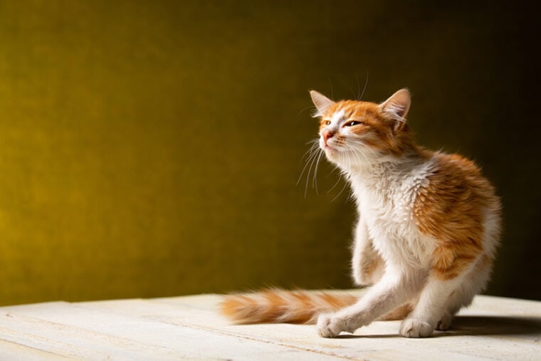 7 Kitten Health Issues to Look Out For (Vet Answer) | Hepper Pet Resources