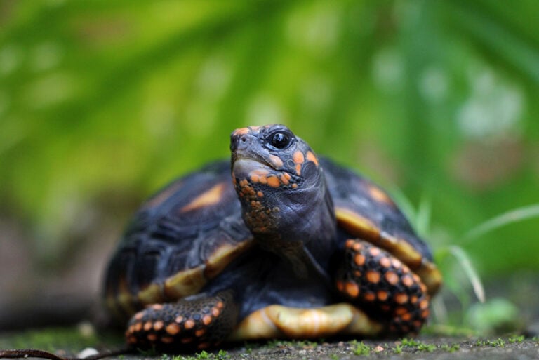 How Big Do Red-Footed Tortoises Get? Average Weight & Growth Chart ...