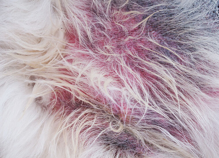 Fungal Infections in Dogs: Causes, Signs & Treatment (Vet Answer ...