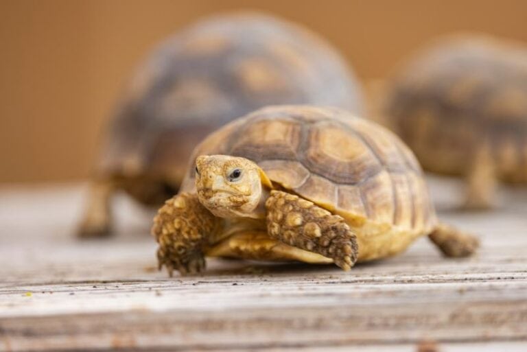 Egyptian Tortoise: Pictures, Facts, Diet & Care Guide | Hepper Pet ...