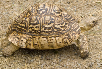 How to Tell If a Tortoise Is Dead: 9 Vet-Reviewed Signs to Look For ...