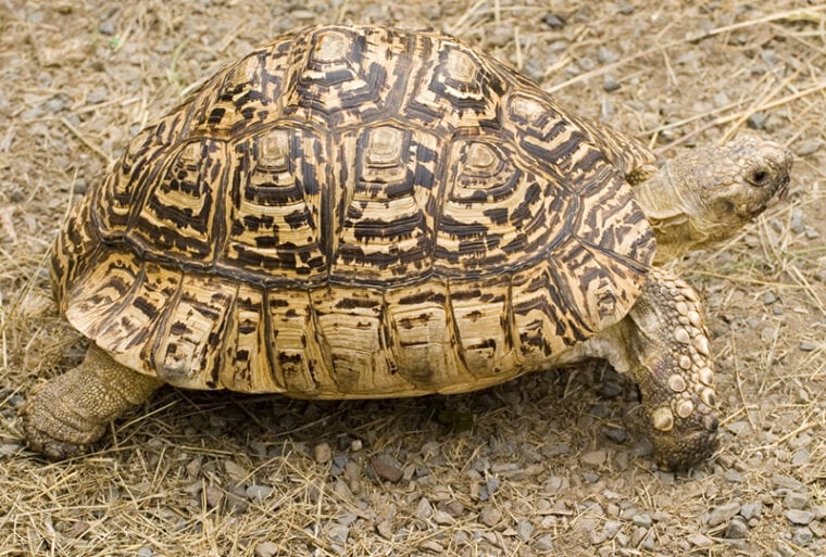 How to Tell If a Tortoise Is Dead: 9 Vet-Reviewed Signs to Look For ...