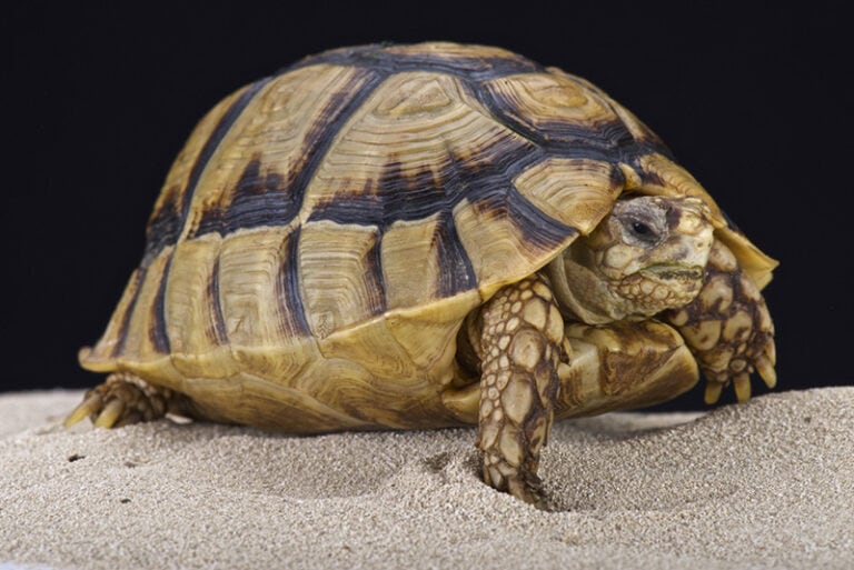 Egyptian Tortoise: Pictures, Facts, Diet & Care Guide | Hepper Pet ...