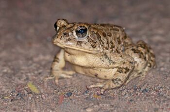 5 Best Pet Toad Species That Are Easy to Look After (Vet-Verified Info ...