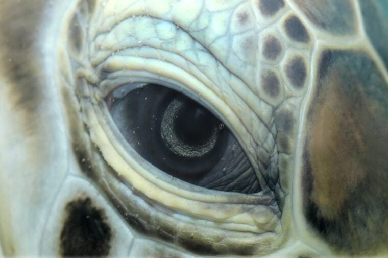 Are Turtles Smart? 4 Interesting Displays of Intelligence (Vet Answer ...