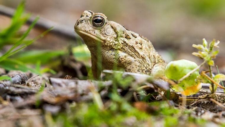 5 Best Pet Toad Species That Are Easy to Look After (Vet-Verified Info ...