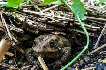 How to Take Care of a Toad: Vet Approved Care Sheet & Guide | Hepper ...