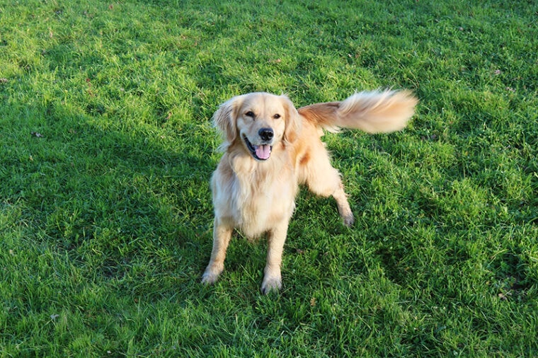 15 Popular Large Dog Breeds (With Info & Pictures) | Hepper Pet Resources