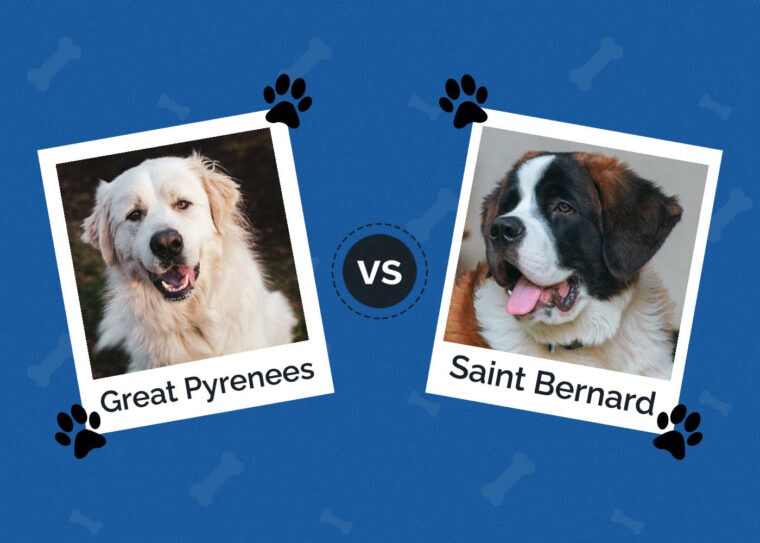 Great Pyrenees vs. St. Bernard: Key Differences (With Pictures ...