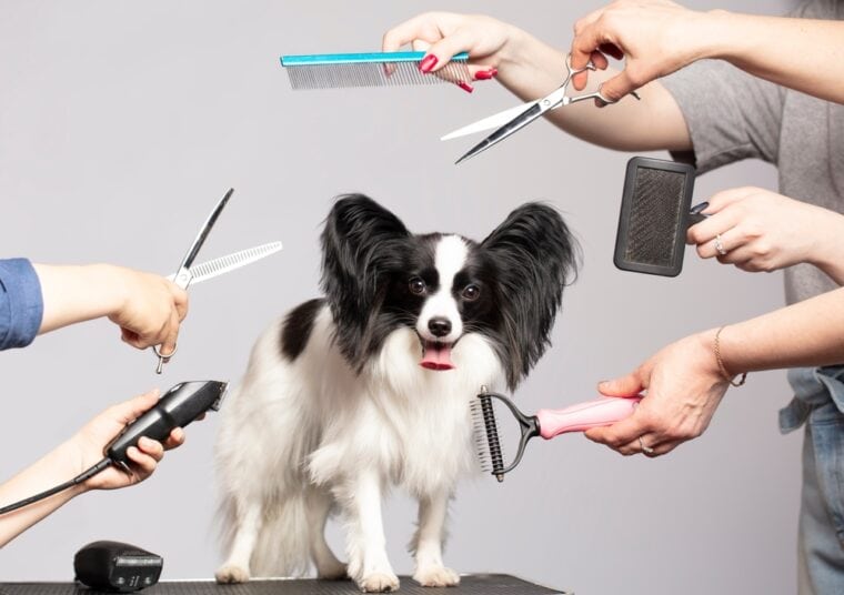 How to Groom a Papillon: 7 Expert Tips | Hepper Pet Resources