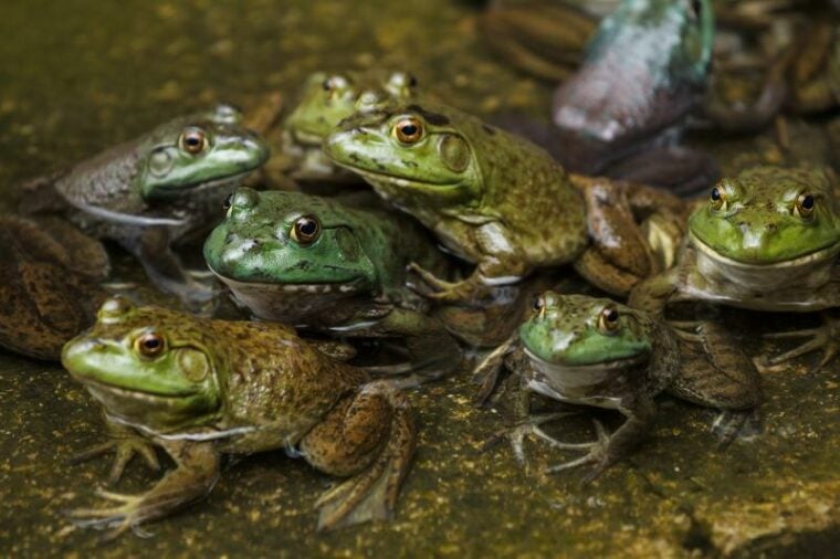 How to Breed Frogs in 10 Vet-Approved Steps | Hepper Pet Resources