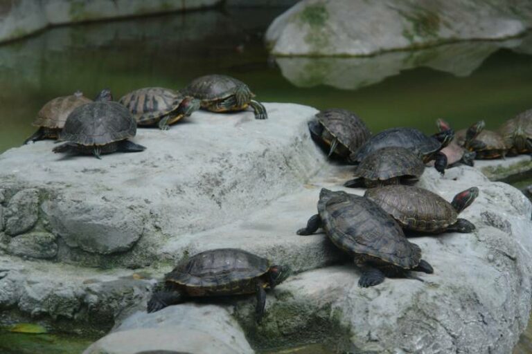 The Significance of Turtles in Chinese Culture: History & Feng Shui ...