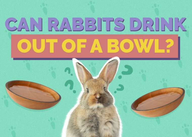 Can Rabbits Drink Out of a Bowl? Pros, Cons & Factors to Consider ...
