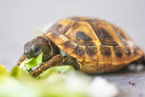 Hermann’s Tortoise: Pictures, Facts, Diet, & Care Guide | Hepper Pet ...