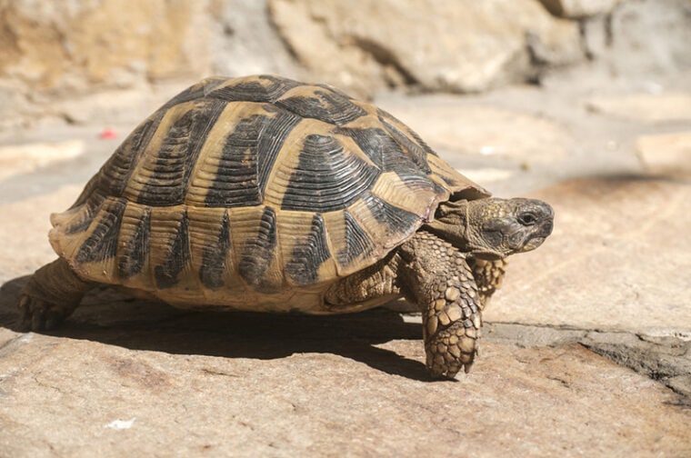 How to Tell If a Tortoise Is Dead: 9 Vet-Reviewed Signs to Look For ...