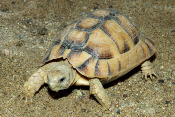 Egyptian Tortoise: Pictures, Facts, Diet & Care Guide | Hepper Pet ...
