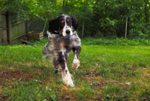 Llewellin Setter: Breed Info, Pictures, Traits, Facts & Personality ...