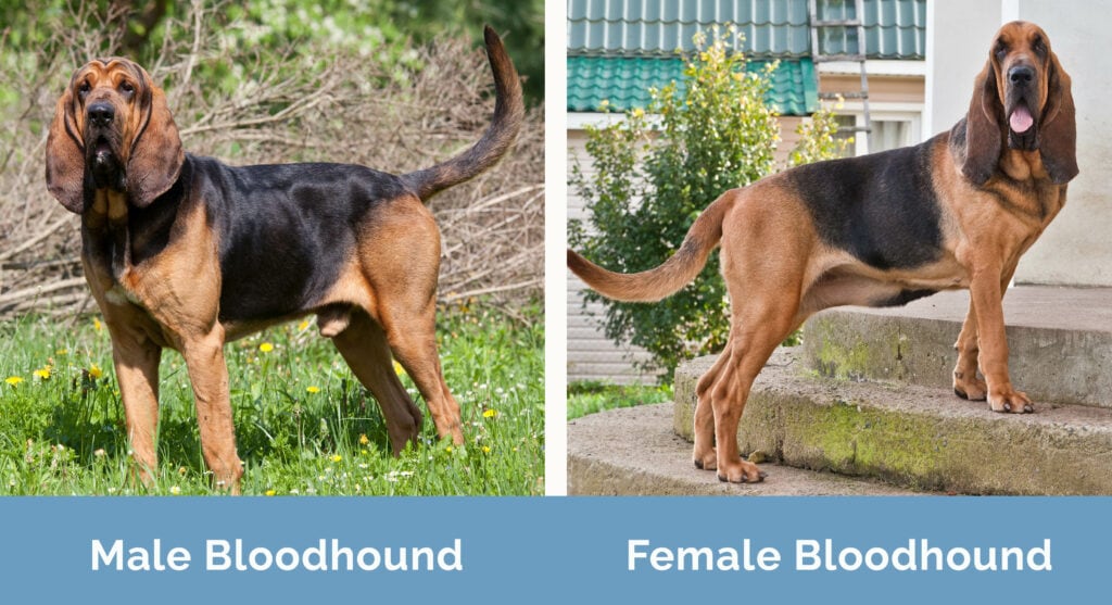 Male vs Female Bloodhound: The Differences (With Pictures) | Hepper Pet ...