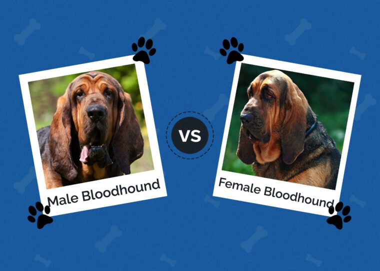 Male vs Female Bloodhound: The Differences (With Pictures) | Hepper Pet ...