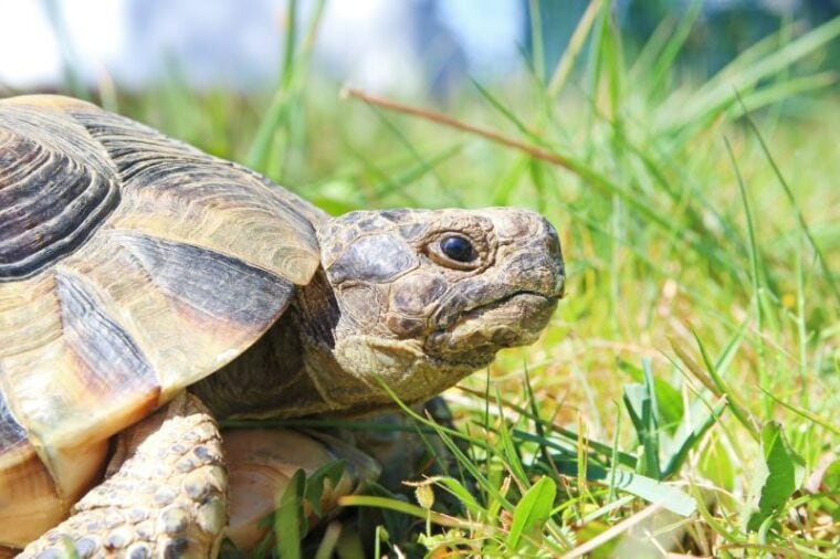 How Smart Are Tortoises? What Science Says | Hepper Pet Resources