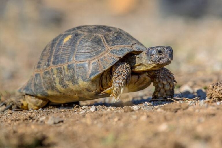 Marginated Tortoise: Pictures, Facts, Diet & Care Guide | Hepper Pet ...