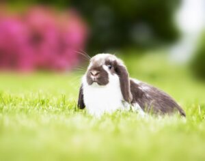 Mini Lop Rabbit: Pictures, Care Guide, Lifespan & Traits | Hepper Pet ...
