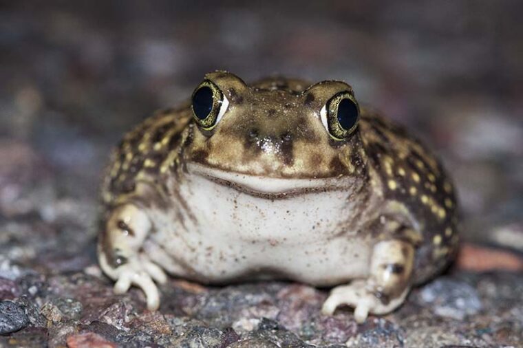 What Do Toads Eat? Vet-Reviewed Diet Facts & FAQ | Hepper Pet Resources