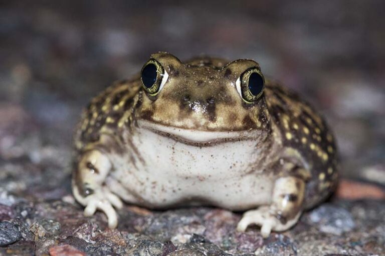 Can You Keep a Toad as a Pet? Vet-Reviewed Species Info & Basic ...