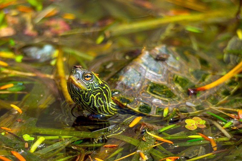 How Big Do Map Turtles Get? Average Weight & Growth Chart | Hepper Pet ...