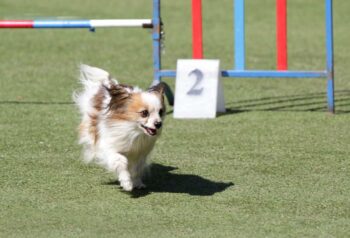 6 Papillon Colors: Amazing Hues and Shades (With Pictures) | Hepper Pet ...