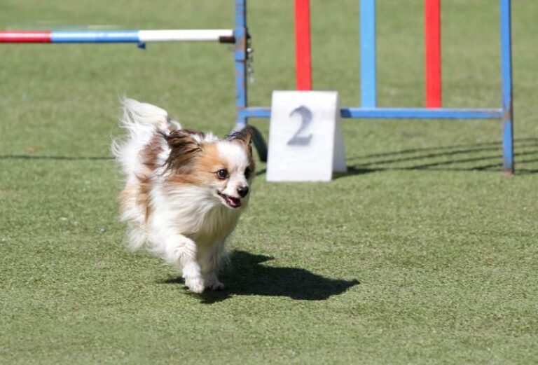 6 Papillon Colors: Amazing Hues and Shades (With Pictures) | Hepper Pet ...