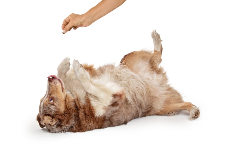 How to Teach a Dog to Roll Over in 7 Easy Steps (Vet-Approved) | Hepper ...
