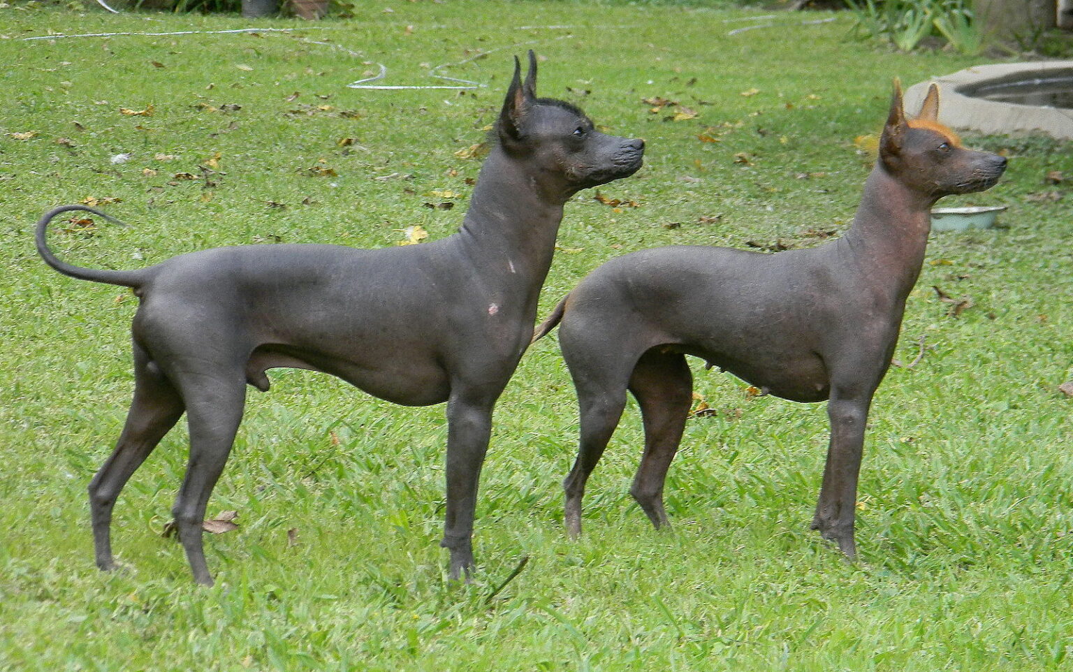 Argentine Pila Dog Breed Info: Pictures, Personality & Facts | Hepper ...