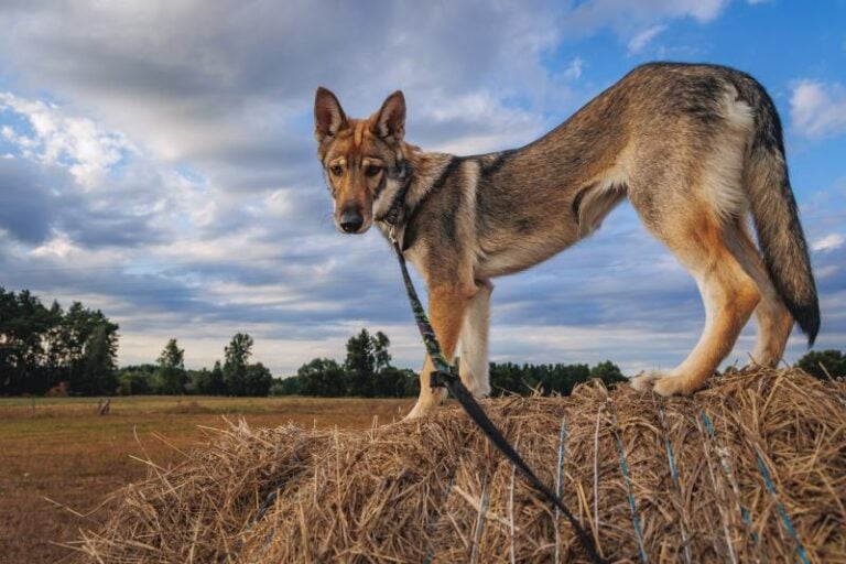 Tamaskan Dog Breed: Info, Pictures & Traits | Hepper Pet Resources