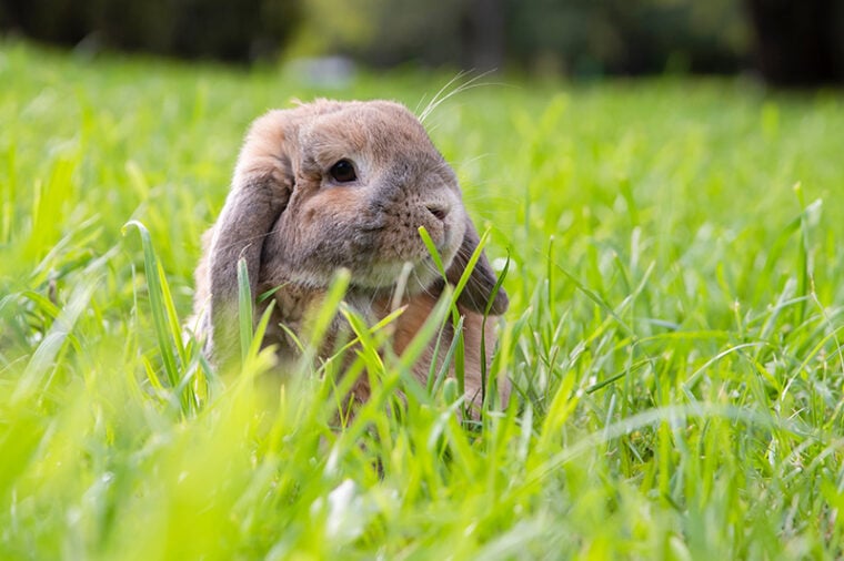 Mini Lop Rabbit: Pictures, Care Guide, Lifespan & Traits | Hepper Pet ...