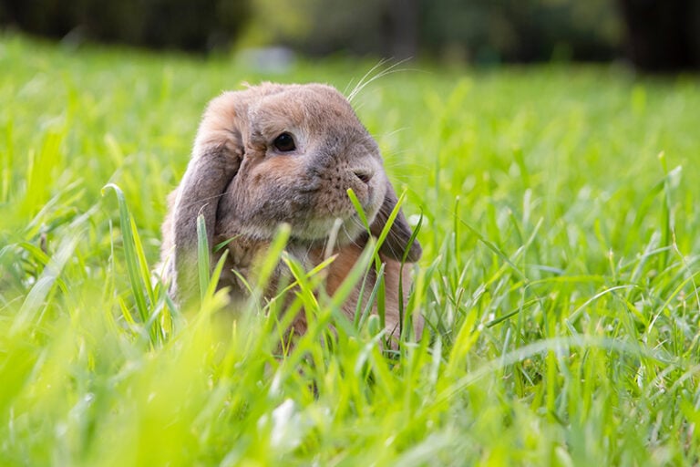 Mini Lop Rabbit: Pictures, Care Guide, Lifespan & Traits | Hepper Pet ...