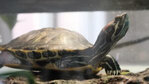 Red-Eared Slider Turtle: Pictures, Facts, Diet & Care Guide | Hepper ...