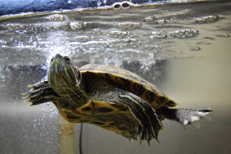 Can Turtles Live on Land? Vet-Approved Facts & FAQ (With Comparison ...
