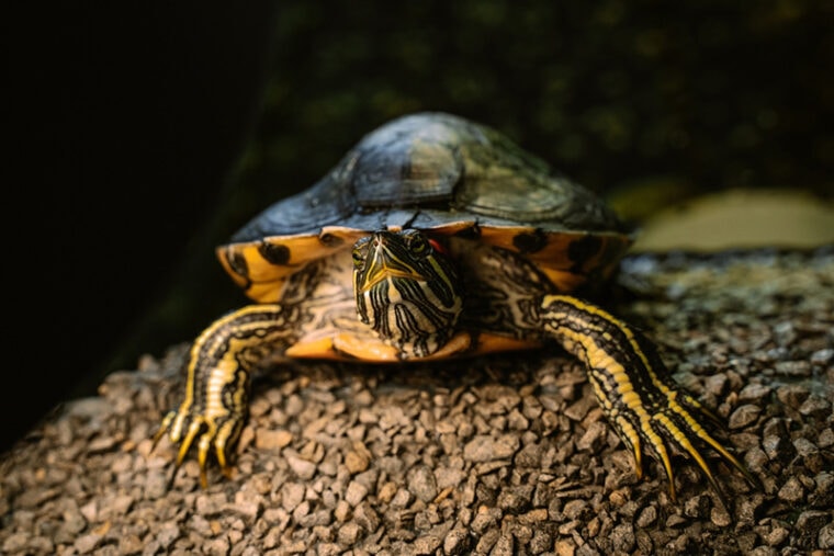 Do Turtles Drink Water? Science-Based Facts & FAQ | Hepper Pet Resources