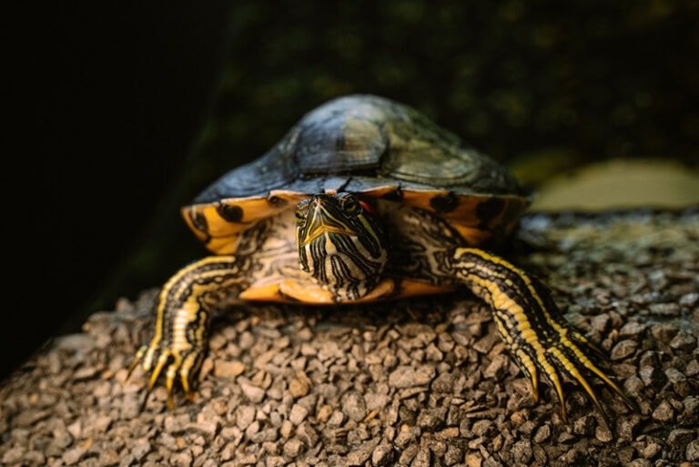 How Long Do Turtles Live? Average Lifespan, Data & Care | Hepper Pet Resources