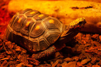 How Long Do Red-Footed Tortoise Live? Vet Reviewed Lifespan, Data ...