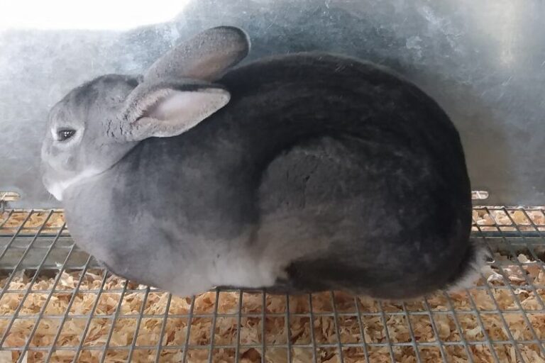 Lilac Rabbit: Info, Care, Diet, Pictures & More | Hepper Pet Resources