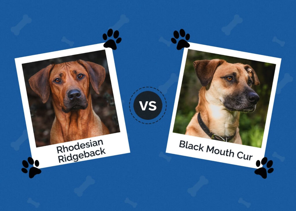 Rhodesian Ridgeback vs Black Mouth Cur: Key Differences (With Pictures ...