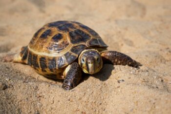 How Hard Is a Turtle Shell? Strength, Reasons & FAQ | Hepper Pet Resources