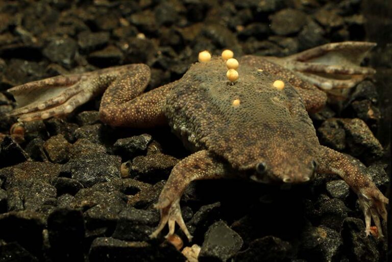 How Long Do Toads Live? Average Lifespan, Data & Care Guide | Hepper ...