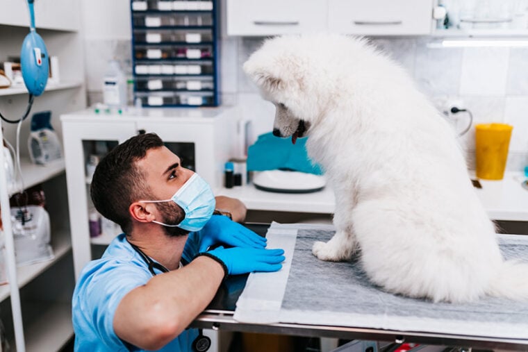 Can Dogs Have ADHD? Our Vet Explains | Hepper Pet Resources