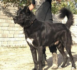 Sarabi Dog: Pictures, Care Guide, Temperament & Traits | Hepper Pet ...